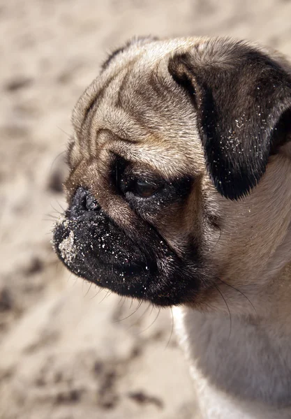 Dirty puppy Stock Photos, Royalty Free Dirty puppy Images | Depositphotos