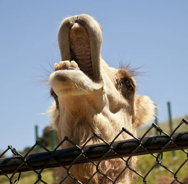 Funny camel Stock Photos, Royalty Free Funny camel Images | Depositphotos®