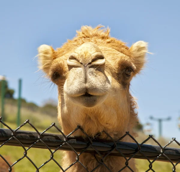 Funny camel Stock Photos, Royalty Free Funny camel Images | Depositphotos