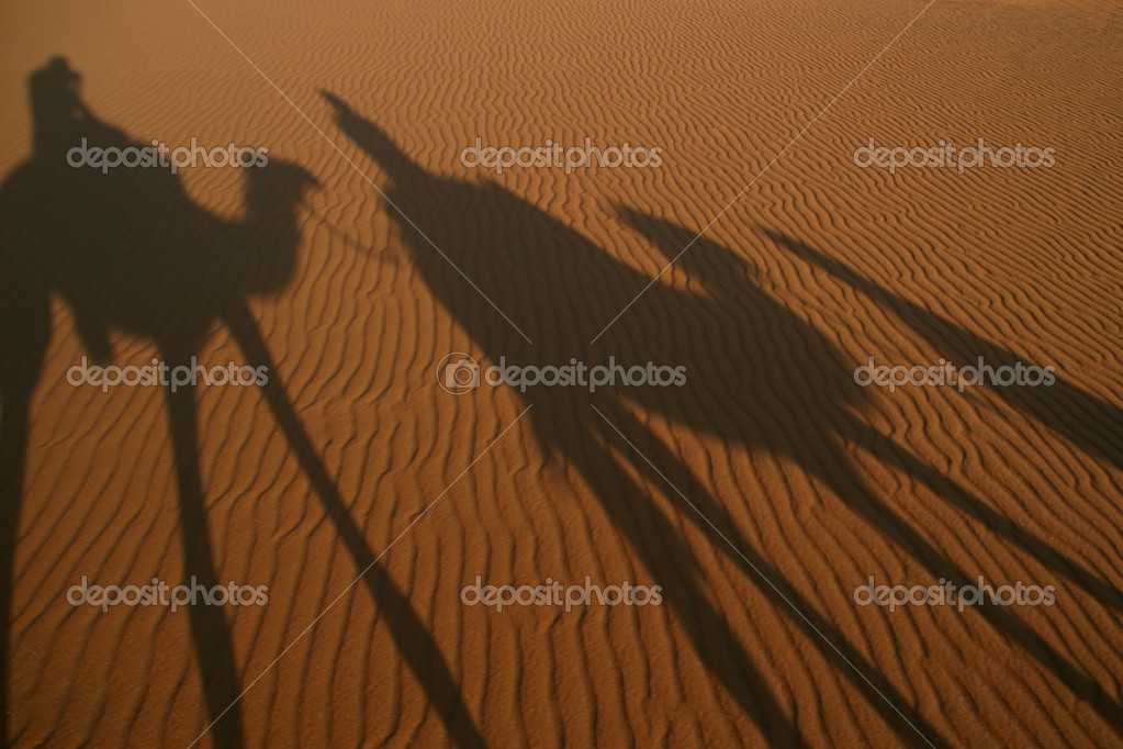 Camel shadow Stock Photo by ©AarStudio 43516065