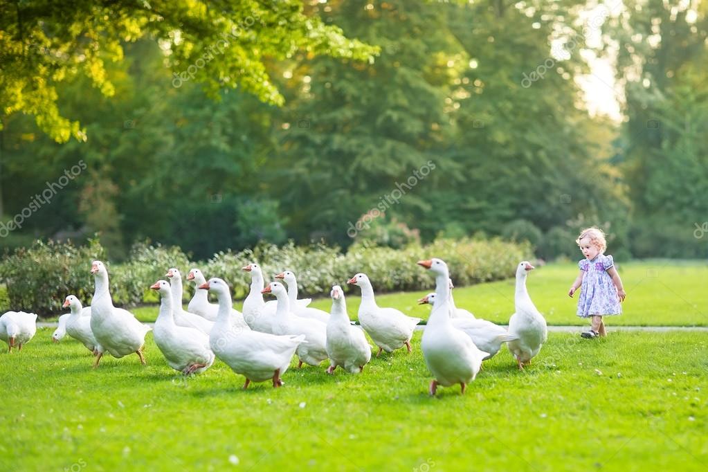 Baby girl chasing wild geese in an autumn park — Stock Photo ...