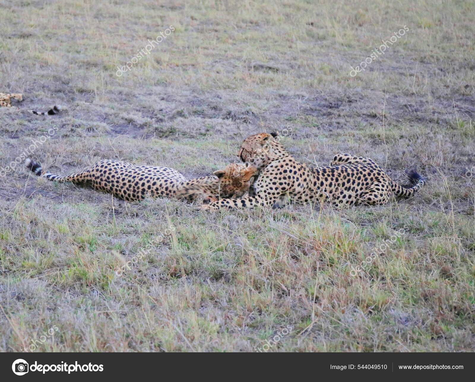 Group Cats Savannah Masai Mara Kenya — Stock Photo © Elena Skalovskaia ...