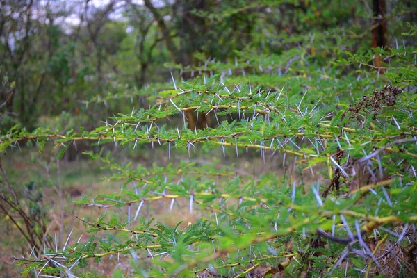 Arbustos silvestres Stock Photos, Royalty Free Arbustos silvestres ...