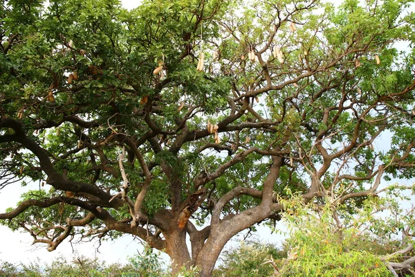 Mara tree Stock Photos, Royalty Free Mara tree Images | Depositphotos