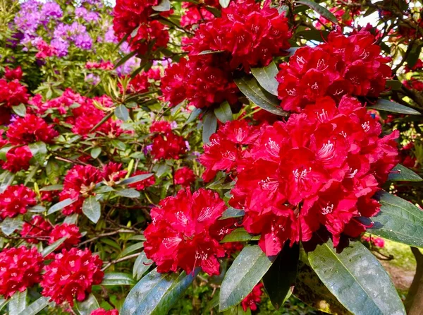 Red rhododendron Stock Photos, Royalty Free Red rhododendron Images ...