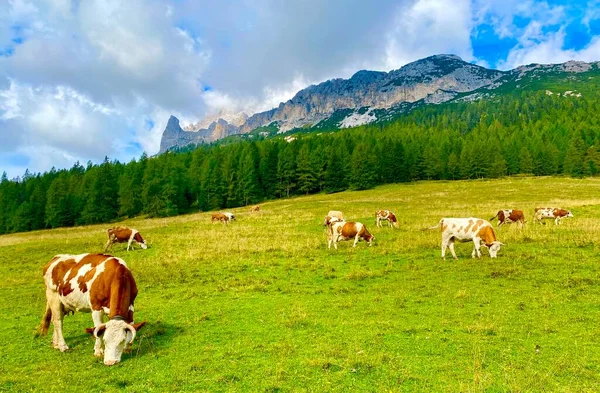 Paisaje vaca italia Stock Photos, Royalty Free Paisaje vaca italia ...