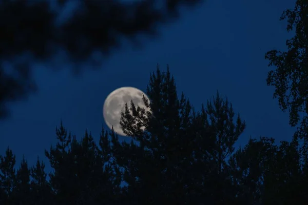 Moon and forest Stock Photos, Royalty Free Moon and forest Images ...