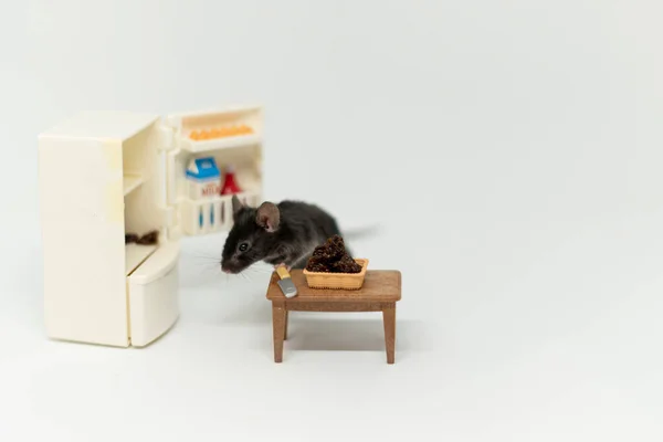 Mouse laboratory Stock Photos, Royalty Free Mouse laboratory Images ...