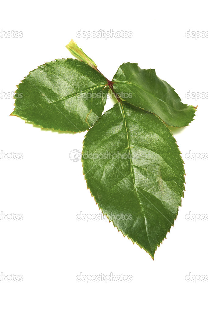 Rose Leaves ⬇ Stock Photo, Image by © IzelPhotography #50414097