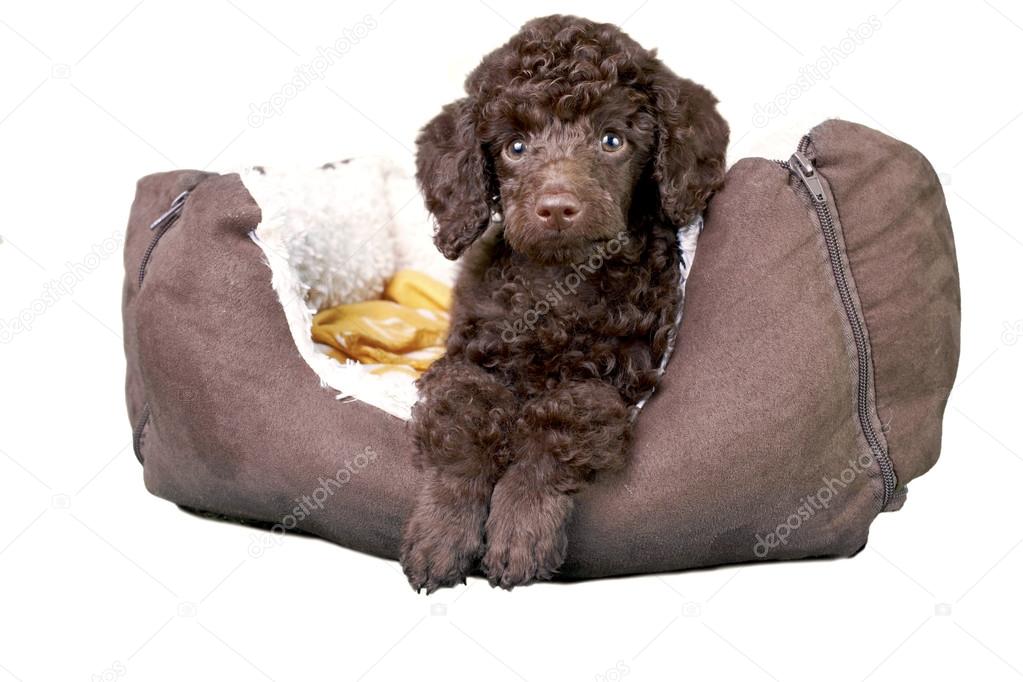 Mini Poodle Brown