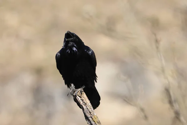 Raven profile Stock Photos, Royalty Free Raven profile Images ...