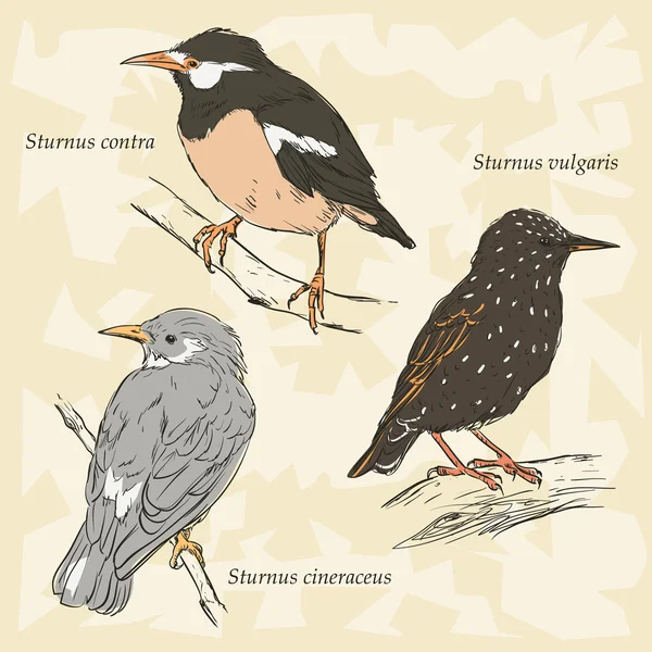 European starling Vector Art Stock Images | Depositphotos