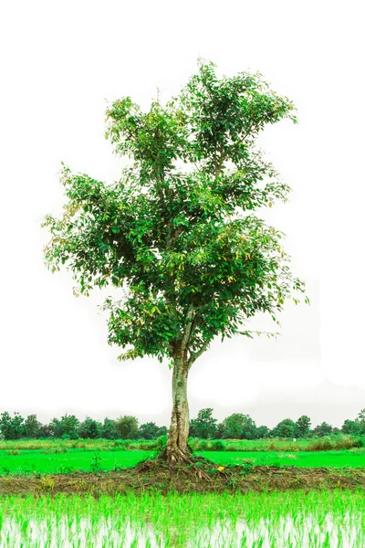 Fundo de bangladesh Stock Photos, Royalty Free Fundo de bangladesh ...