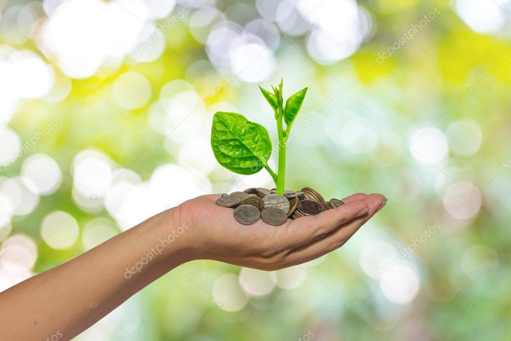 Tree Growing In Hand