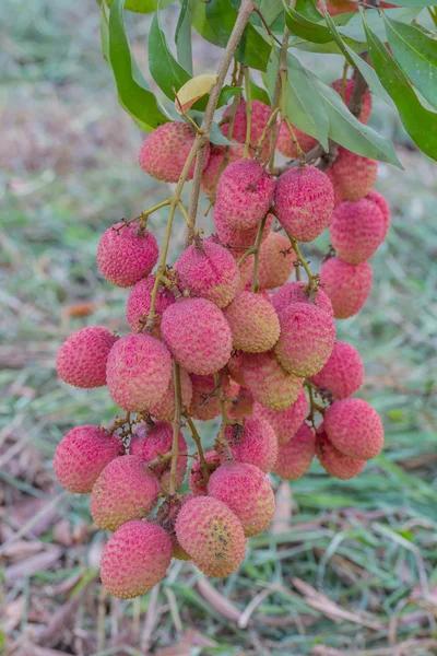 Litchi frutas fotos de stock, imágenes de Litchi frutas sin royalties ...