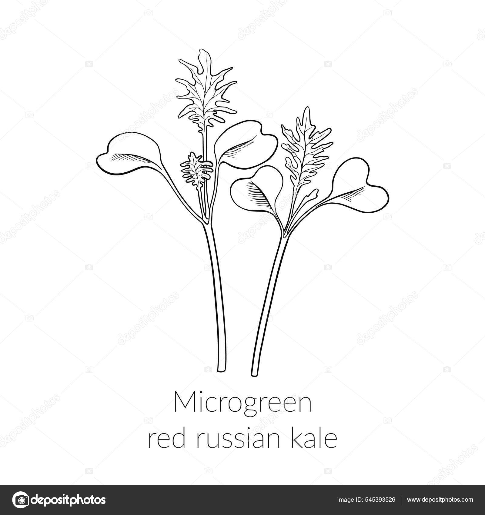 Young microgreen kale Stock Vector by ©artelka_lucky 545393526