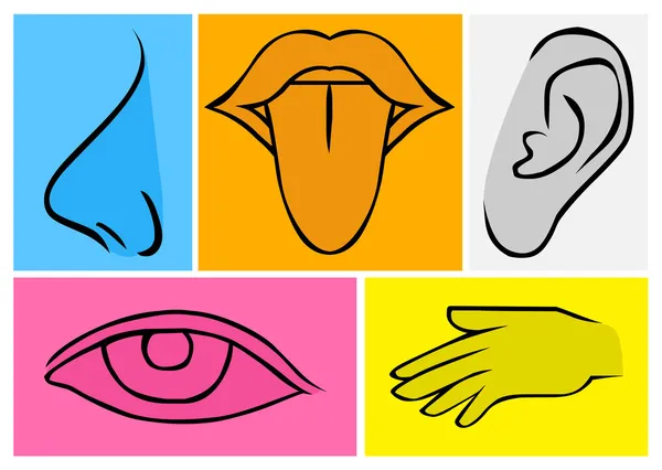 Sinne Stockvektoren, lizenzfreie Sinne Illustrationen | Depositphotos®