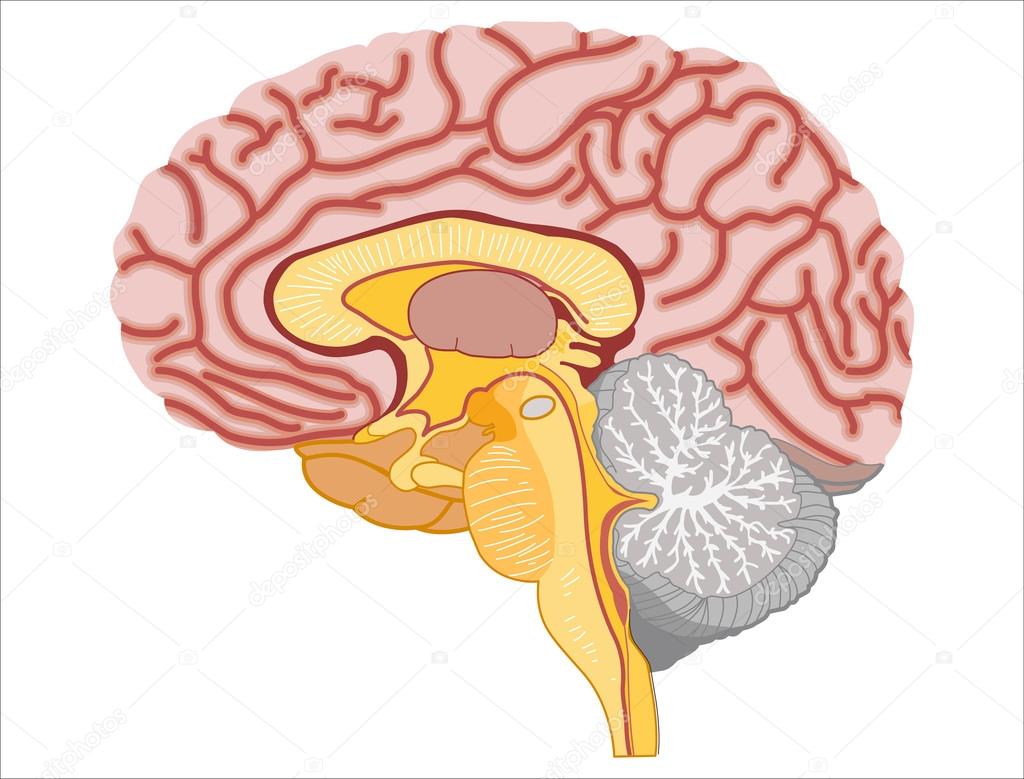 Brain Cross Section Diagram Unlabeled