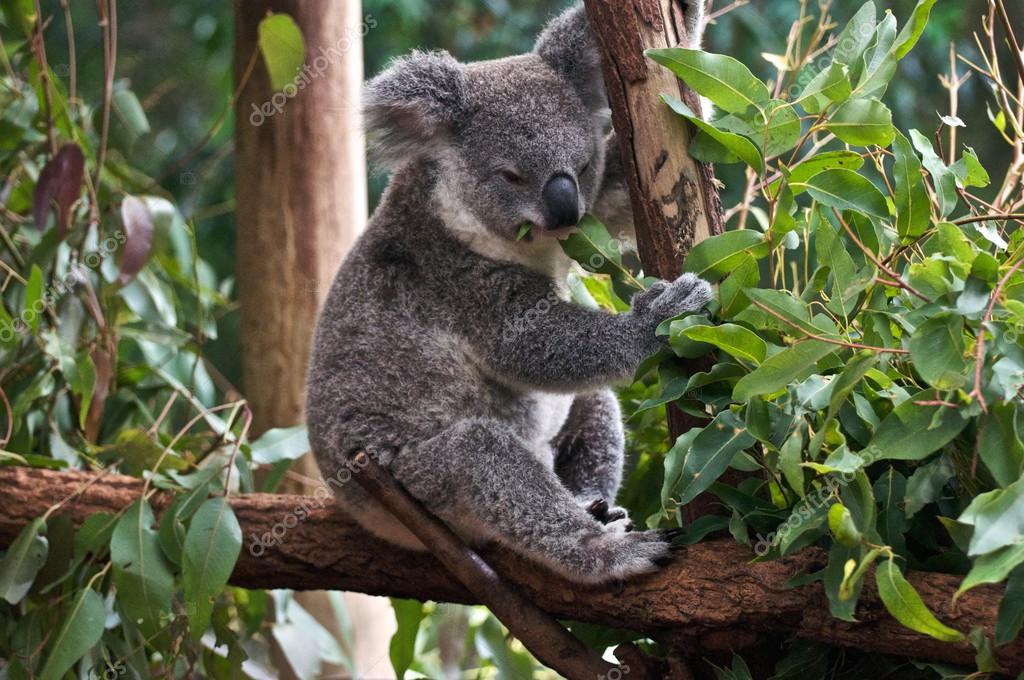 Koala bear — Stock Photo © pinkpanther47 #43617377
