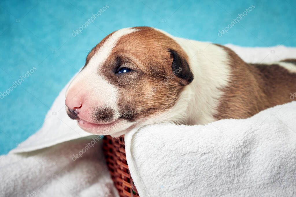 Mini Cachorros De Toro