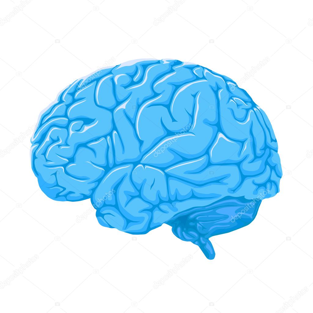 Cérebro azul — Vetor de Stock © vlad210498 #48759283