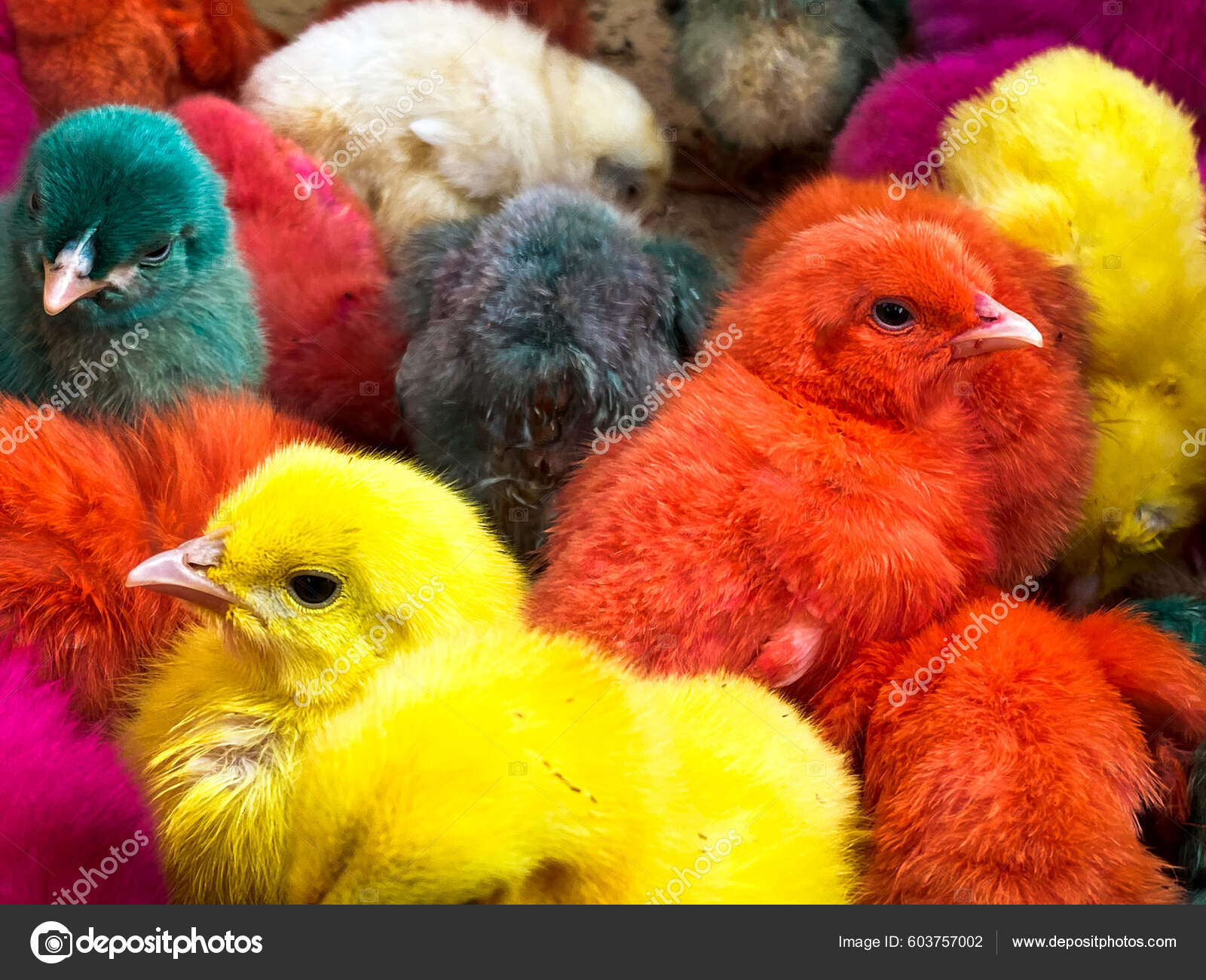 Colored Baby Chicks