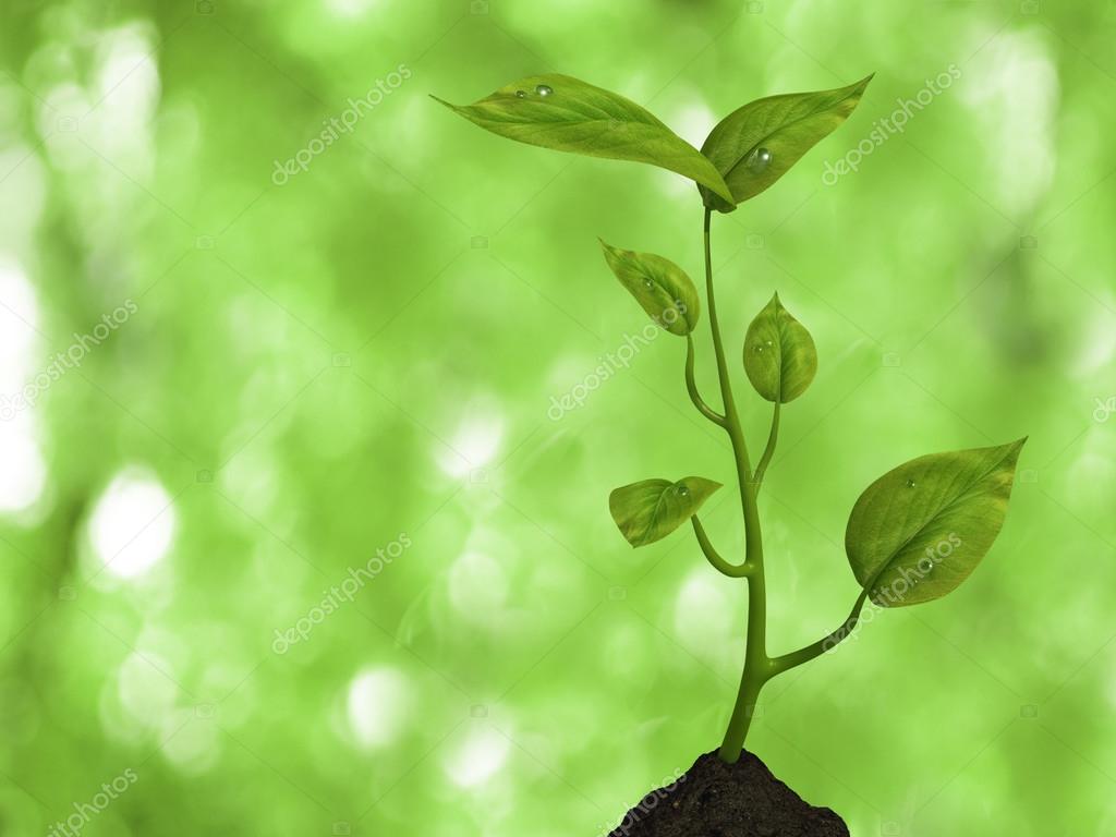 Growing life Stock Photo by ©beawolf 43431021