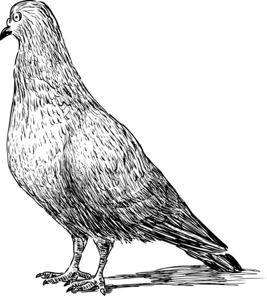 Crow Stock Illustration by ©chronicler101 #43426807