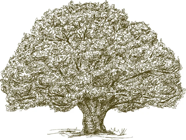 Vectores de stock de Rama de encina, ilustraciones de Rama de encina ...