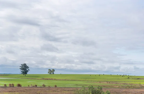 Cattle ranch and rural landscape in Brazil. Creation area. Agricultural ...