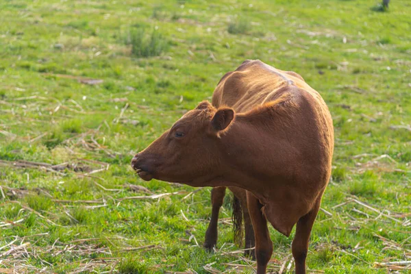 Farm animals in livestock field. Small rural production farm. Hose and ...
