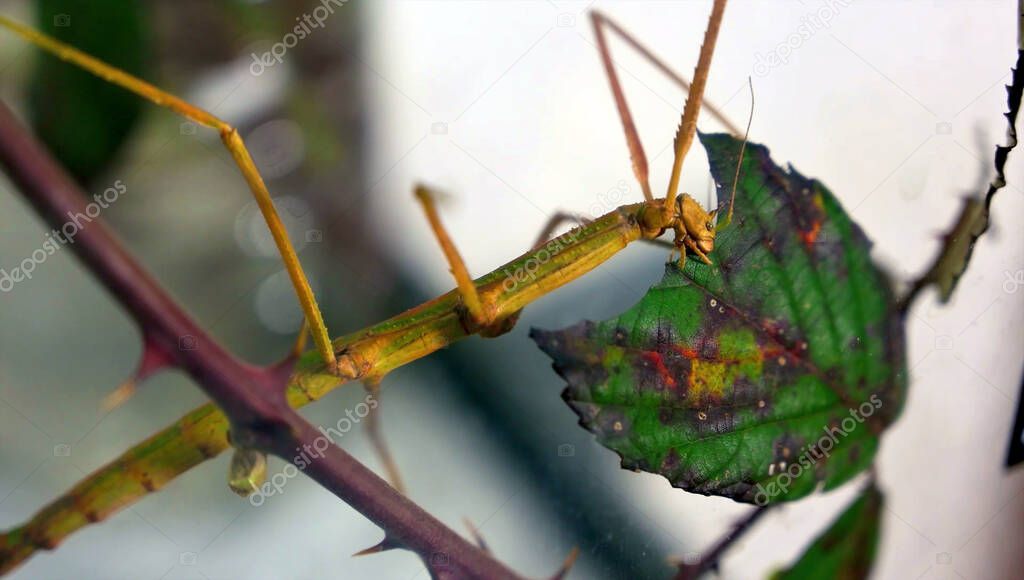 Insecto palo o Phasmids (Phasmatodea o Phasmatoptera) también conocido ...