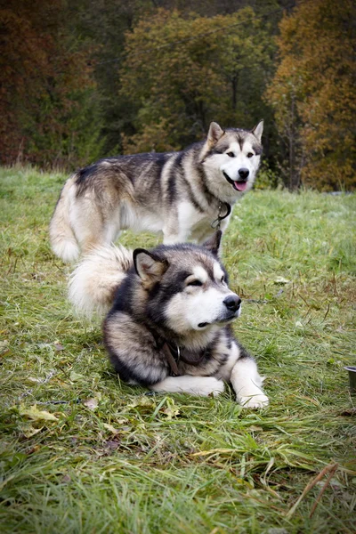 Husky hond — Stockfoto © MariaMylnikova92 #45625491