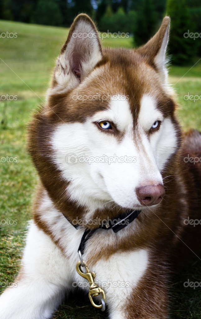 Husky hond — Stockfoto © MariaMylnikova92 #45625491