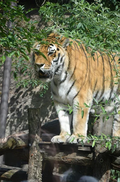 Zoo railing Stock Photos, Royalty Free Zoo railing Images | Depositphotos