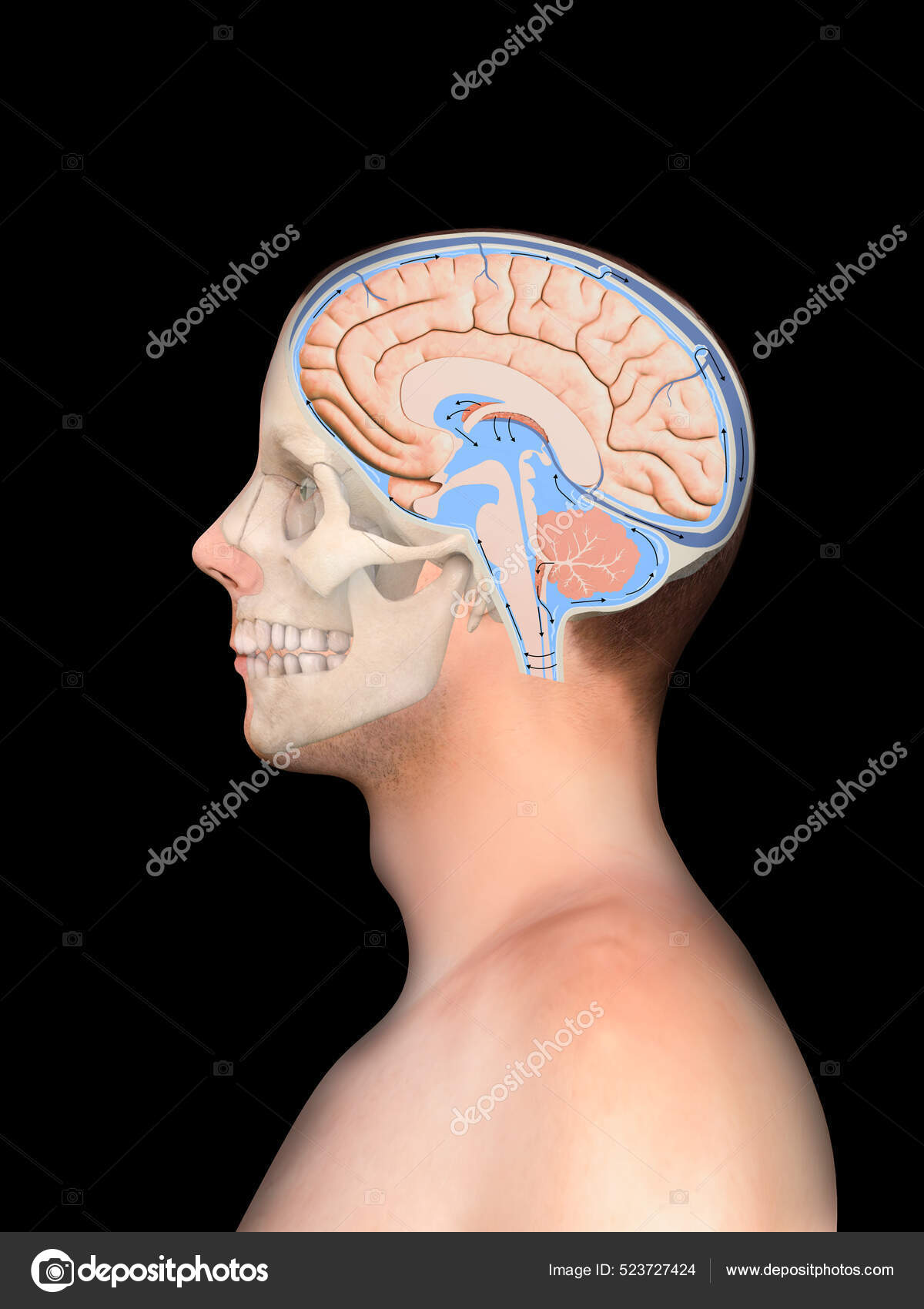 Related Image Cerebrospinal Fluid Brain Anatomy Ventricular System