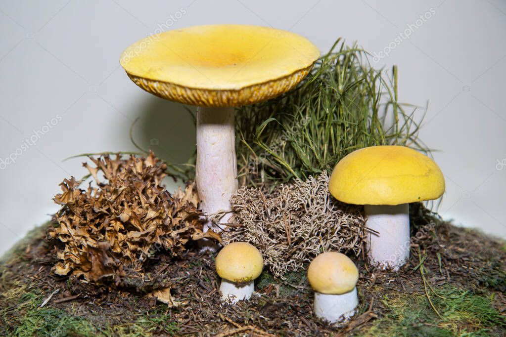 El hongo es amarillo dorado (Latin Rssula chamaeleontna) amarillo sobre ...