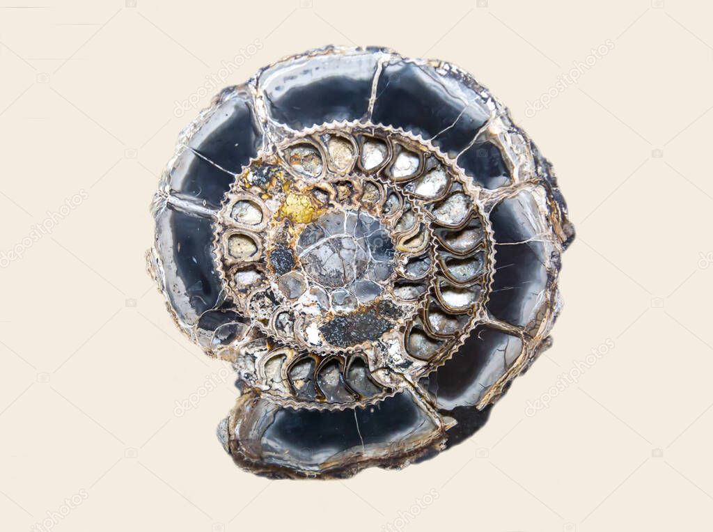 Corte de una concha n utica multic mara (Latin Nautilus sp.,) con un ...