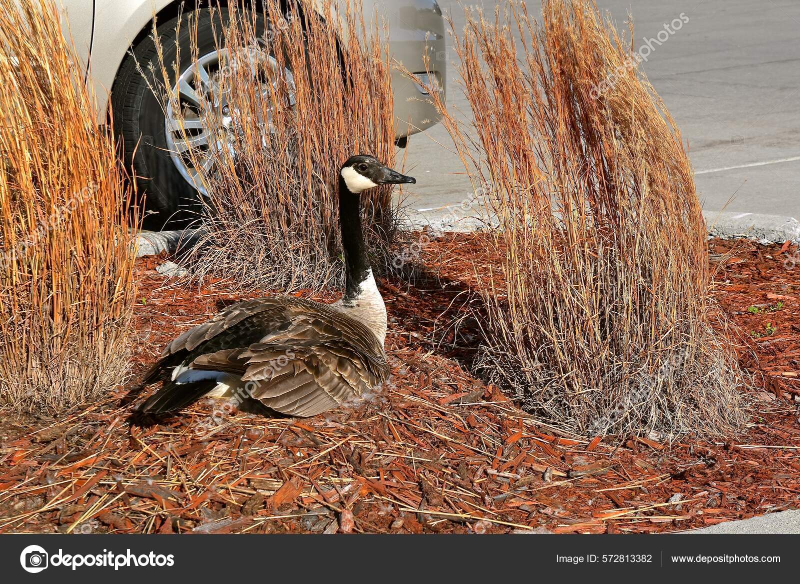 Nesting Goose And Gander