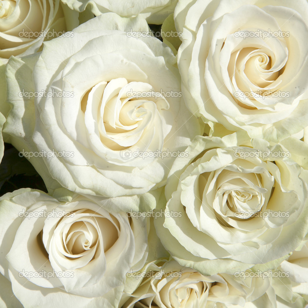 Vendela Ivory Rose Stock Photo by ©elenarostunova 45378071