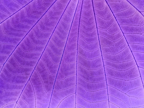 Hoja de lila fotos de stock, imágenes de Hoja de lila sin royalties ...