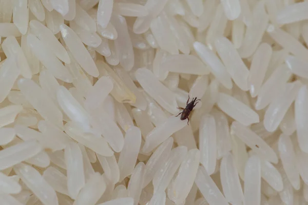 Pests of rice Stock Photos, Royalty Free Pests of rice Images ...