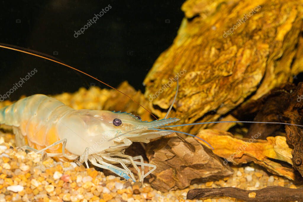 Camarones de río en vivo Vive a lo largo del canal, popular para ...
