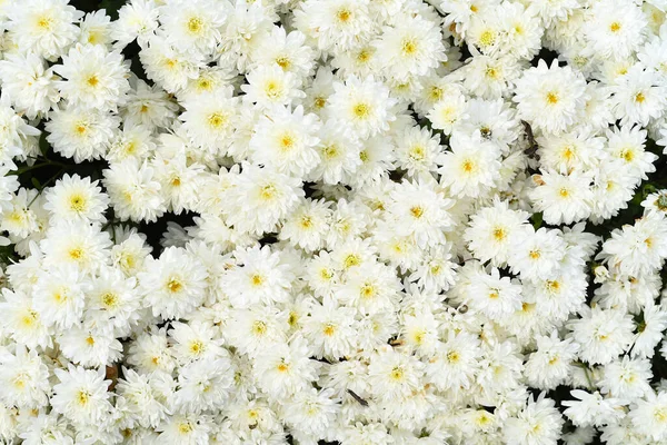 Chrysanthemum multiflora fotos de stock, imágenes de Chrysanthemum ...
