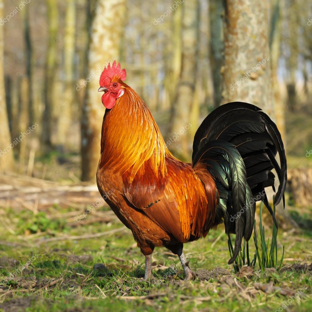 Road Island Red Chickens