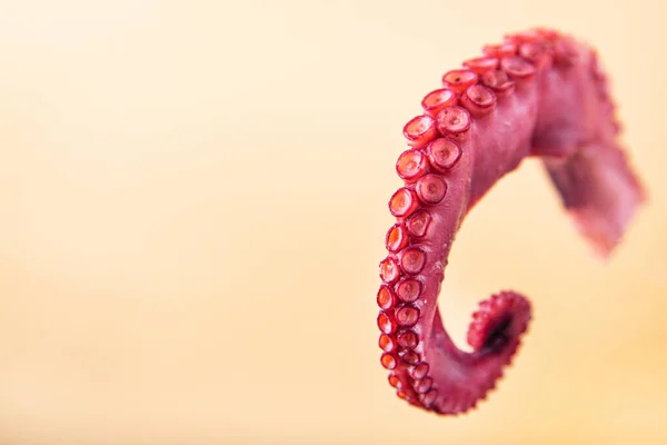 Red octopus Stock Photos, Royalty Free Red octopus Images | Depositphotos