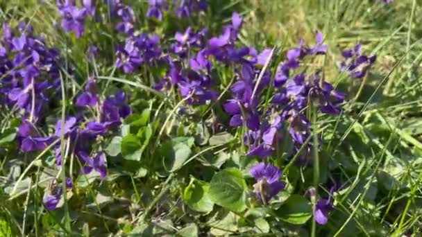 Vidéos pour Fleur de rue, Fleur de rue clips vidéo HD / 4K, footage ...