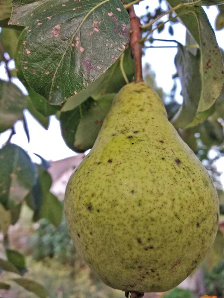 Williams pear tree images libres de droit, photos de Williams pear tree ...