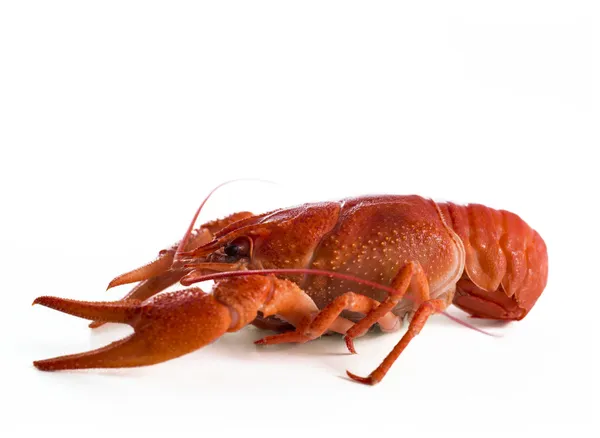 ᐈ Craw stock photos, Royalty Free craw fish photos | download on ...