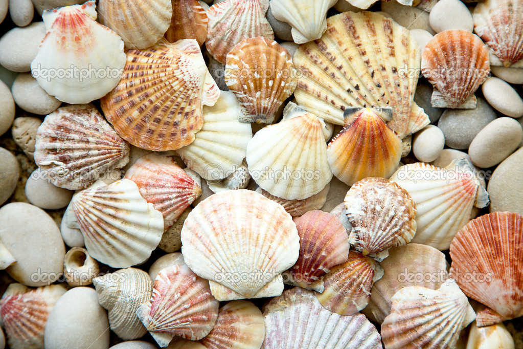 Shells and stones — Stock Photo © chagin #44601461